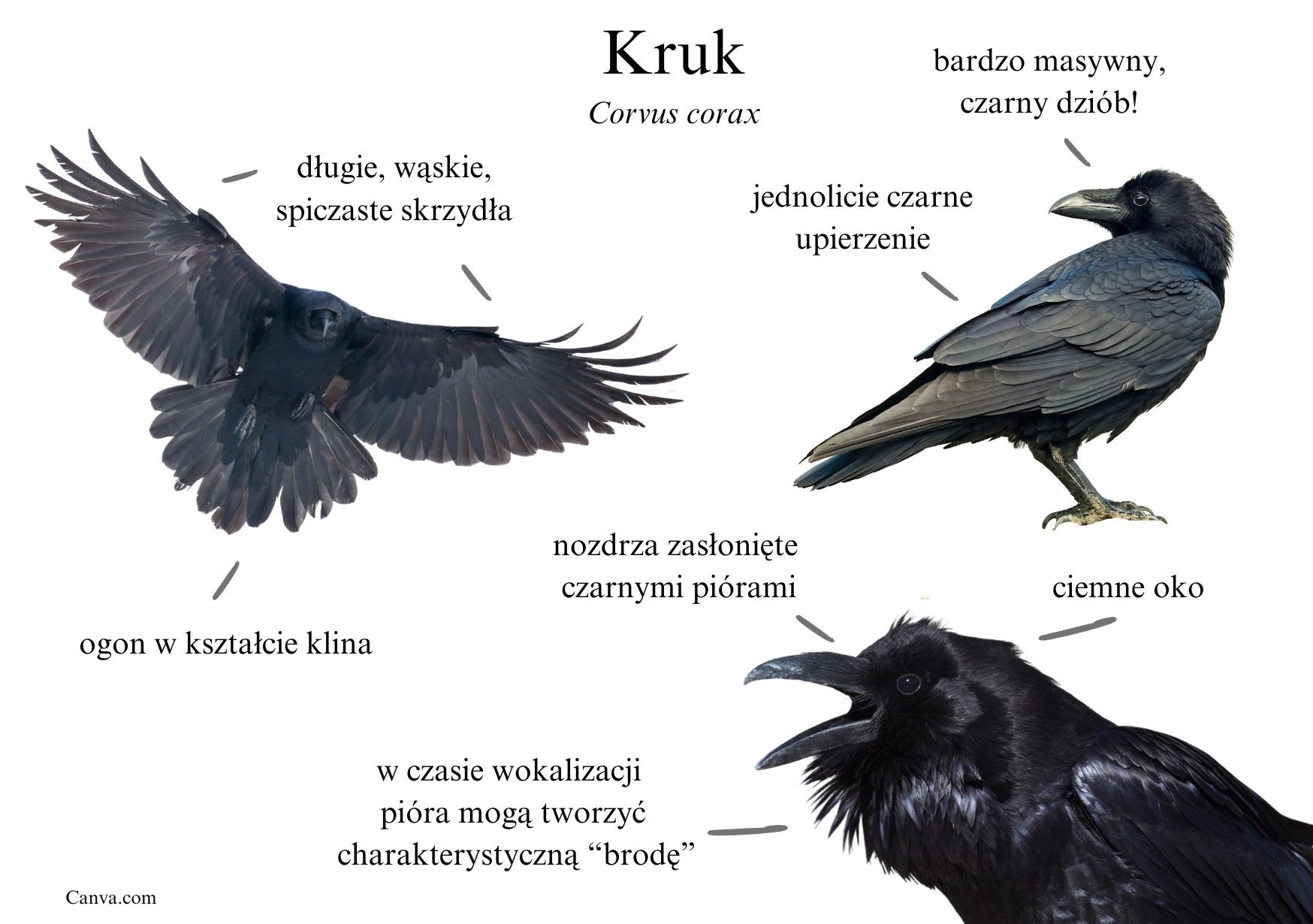 Niesamowite ptaki krukowate sggw - Szkoła Główna Gospodarstwa ...