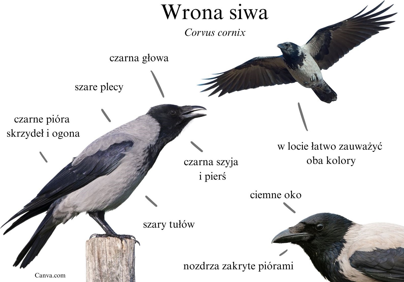 Niesamowite ptaki krukowate sggw - Szkoła Główna Gospodarstwa ...